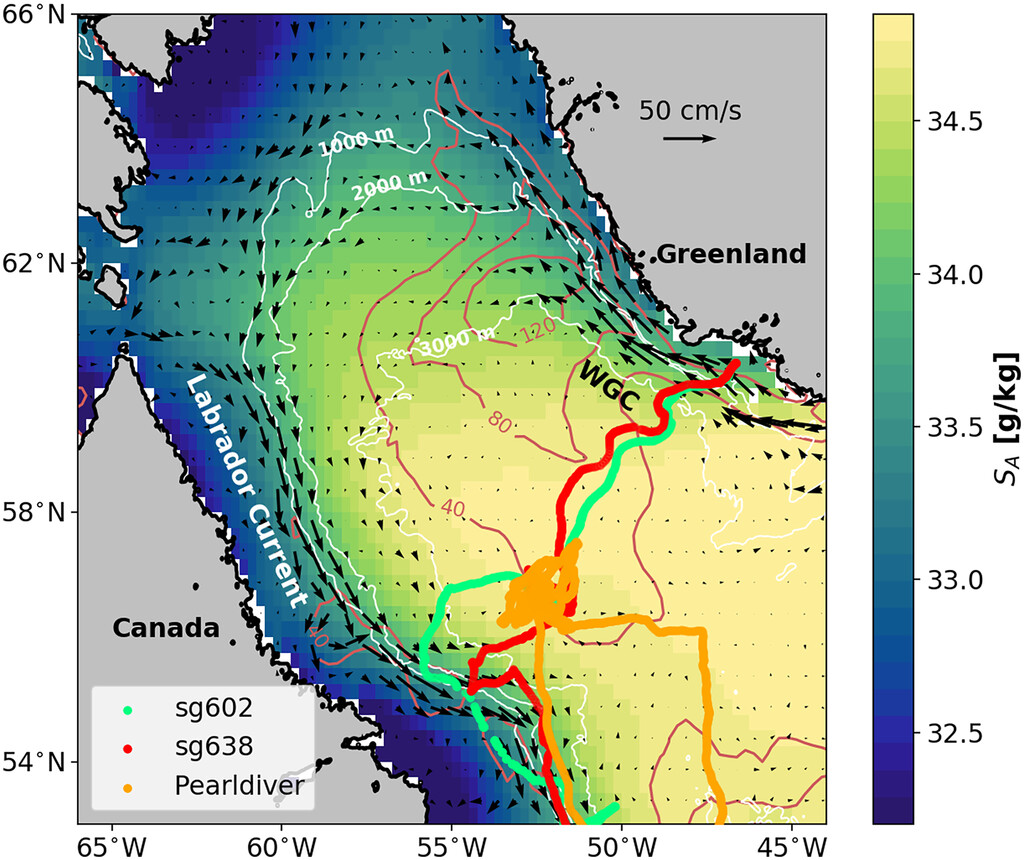 Cessation of Labrador Sea Convection Triggered by Distinct Fresh and ...